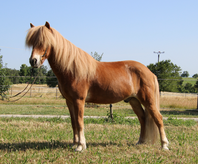 Islandpferdezentrum Wiesenhof